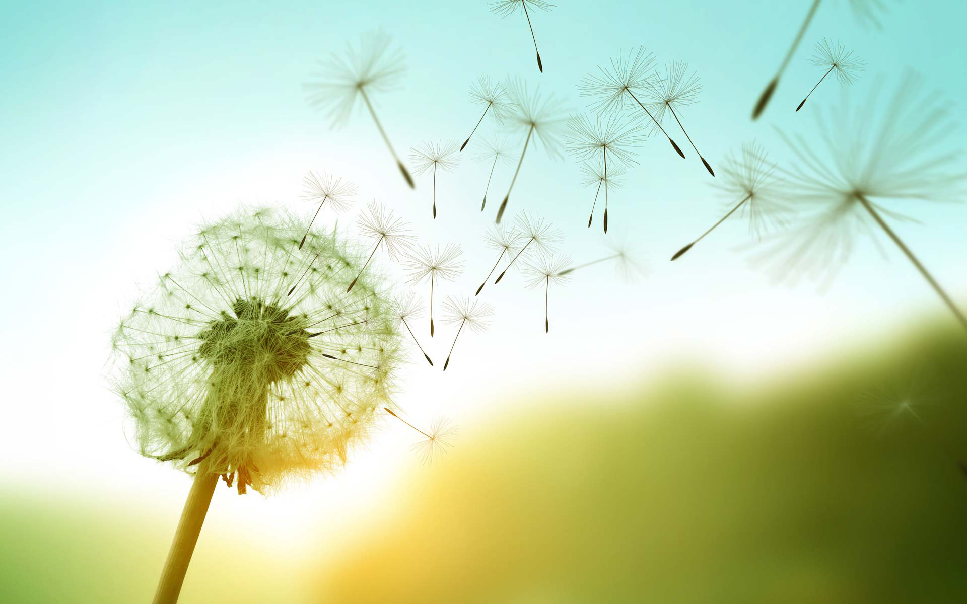 Download Flower Nature Dandelion HD Wallpaper