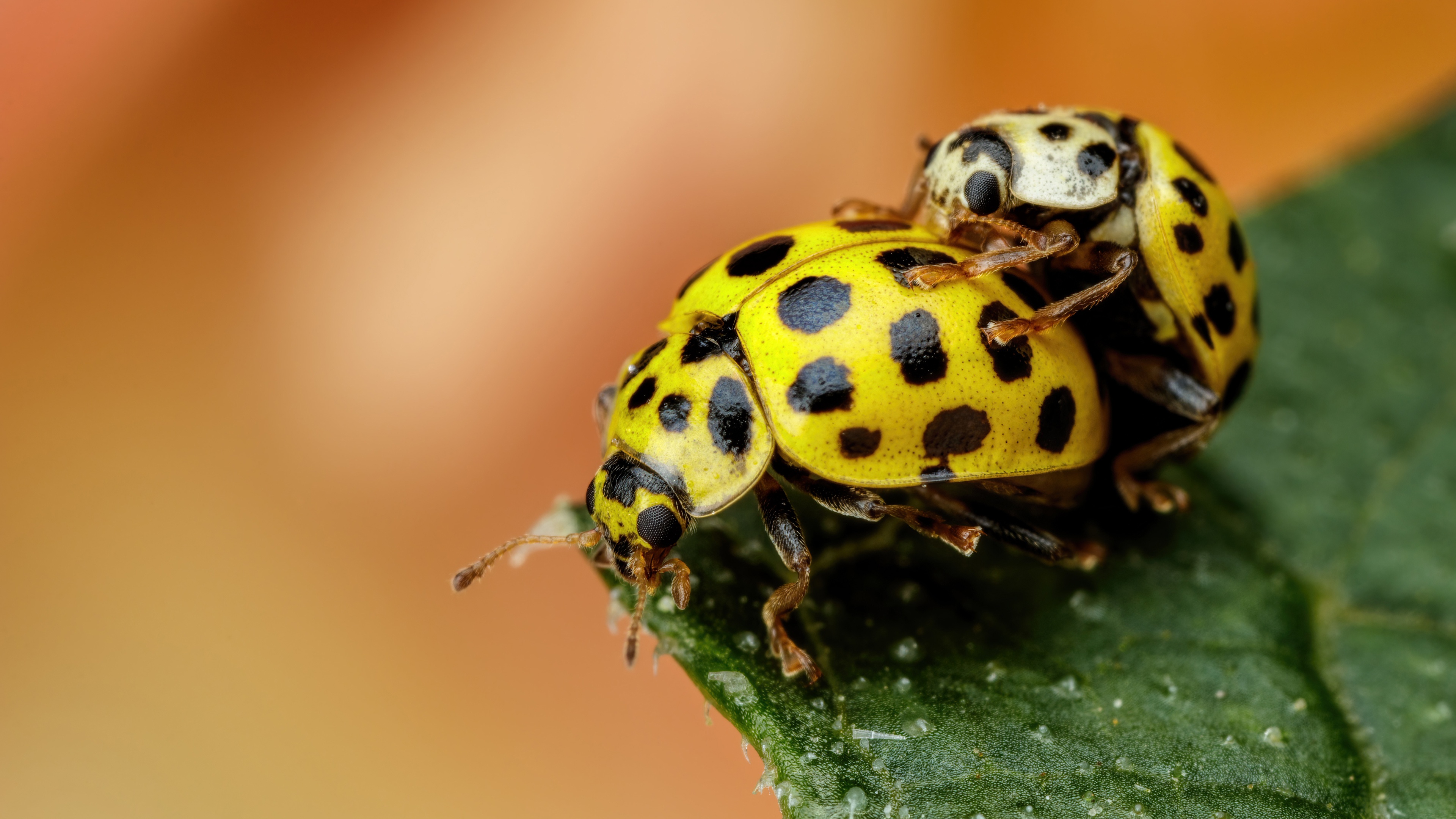 Animal Ladybug 4k Ultra HD Wallpaper