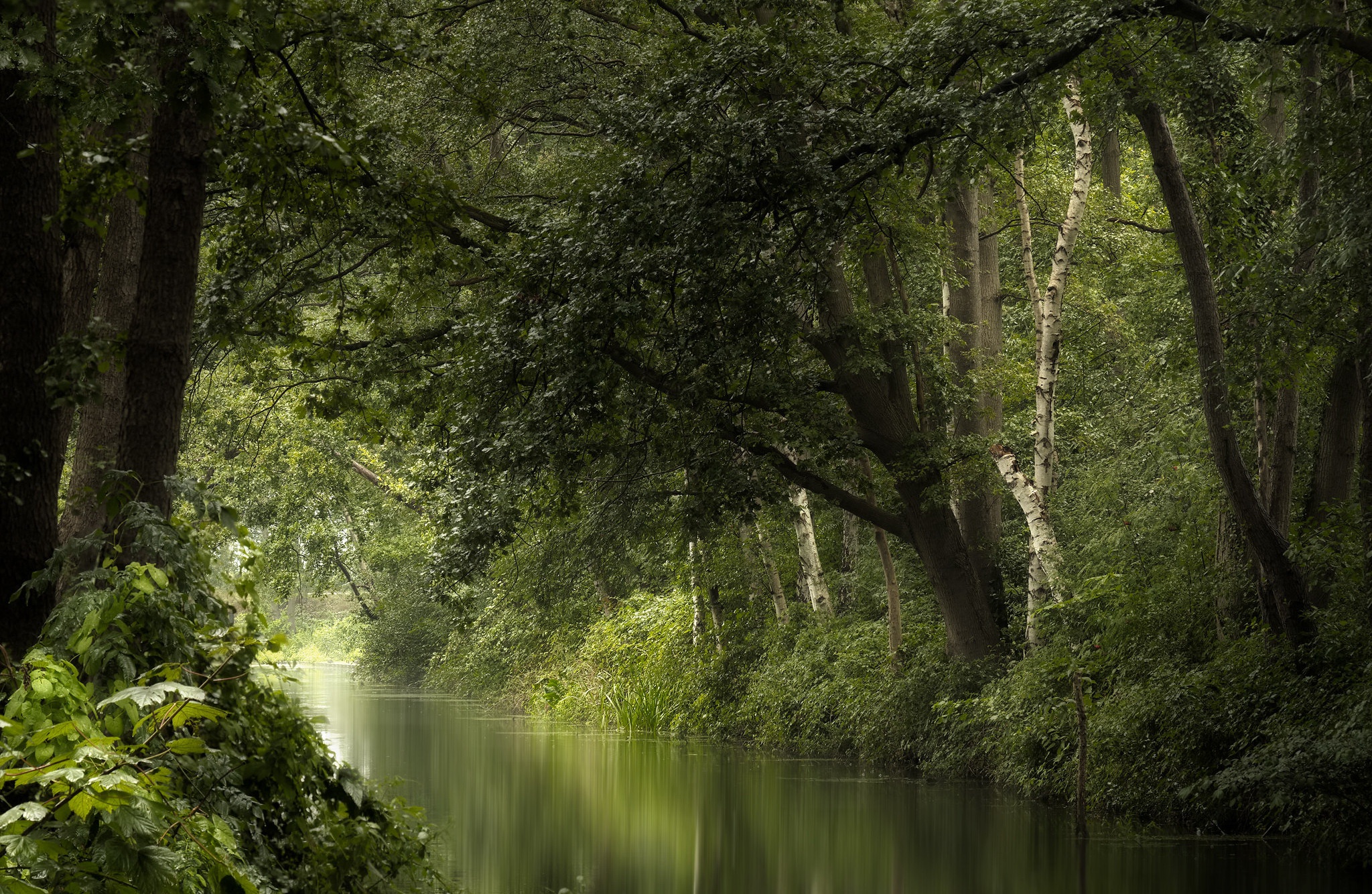 Download Greenery Summer Forest Nature River HD Wallpaper