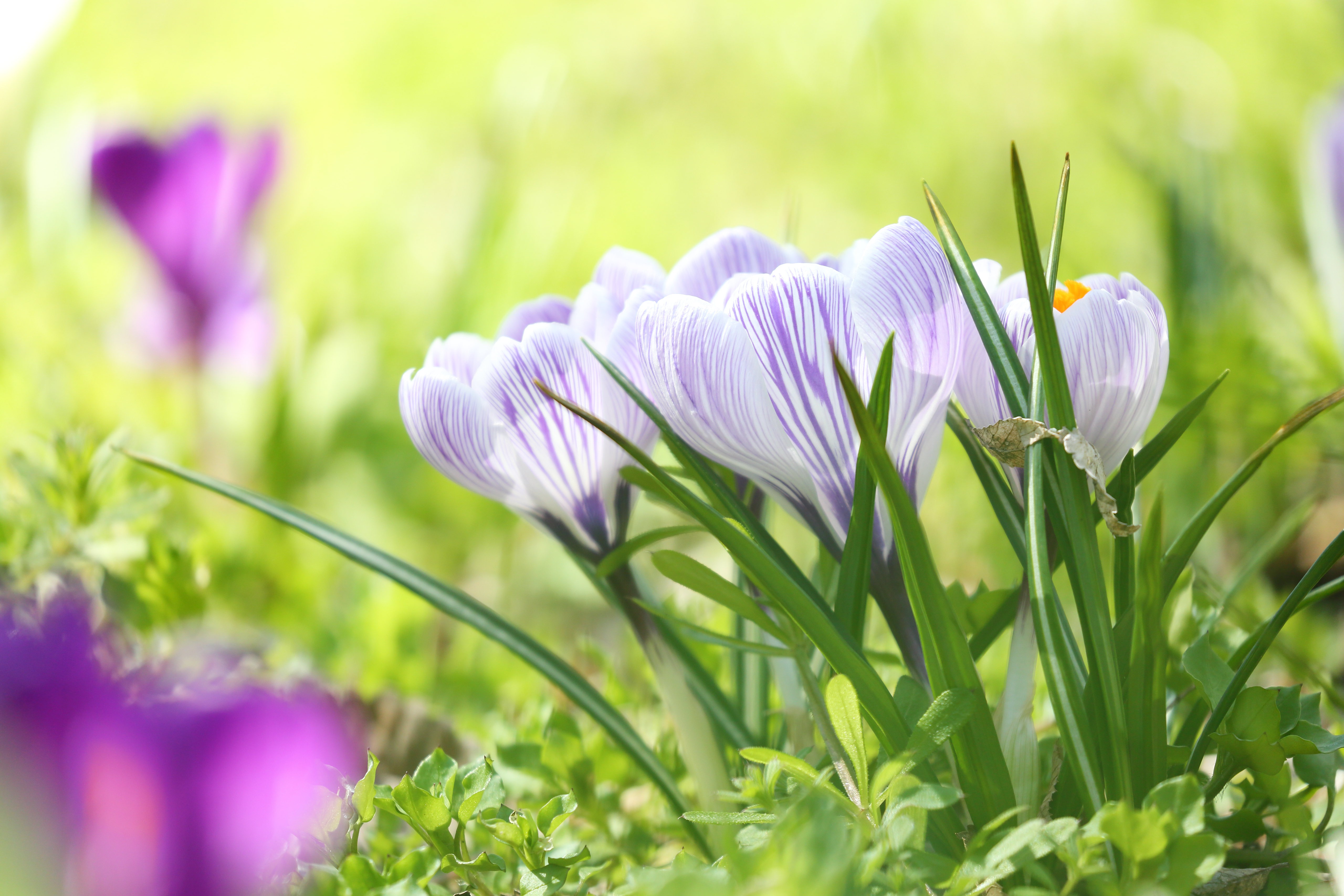 Download Flower Spring Macro Nature Crocus 4k Ultra HD Wallpaper
