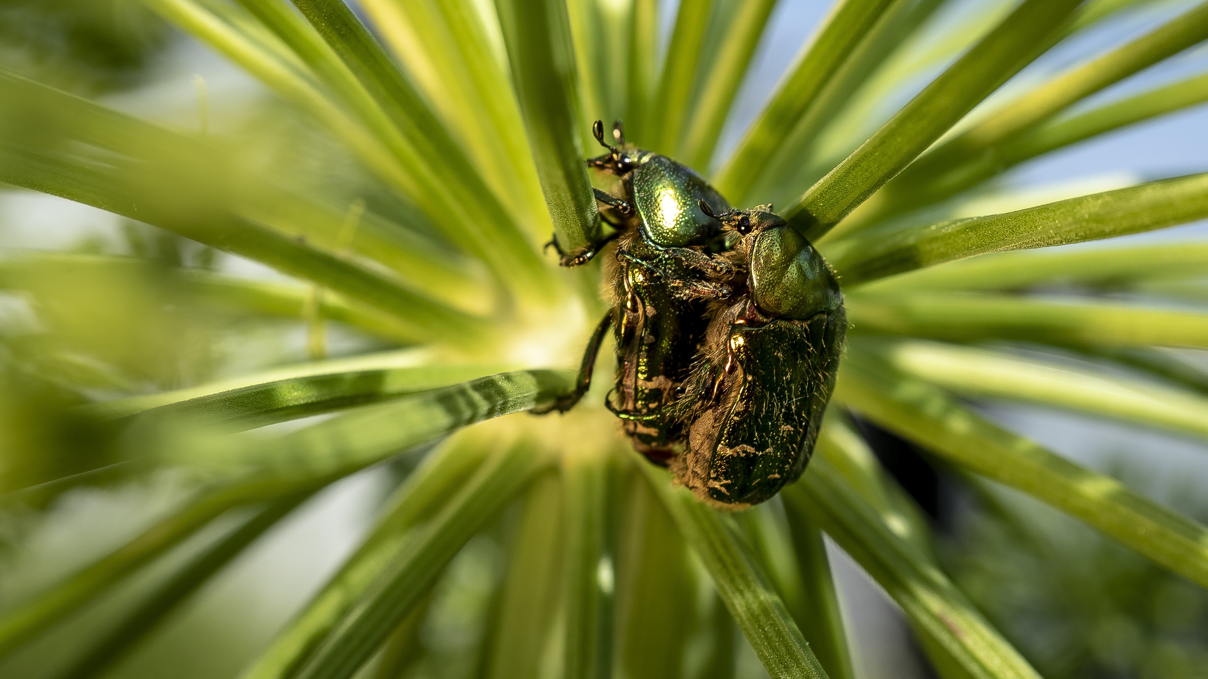 Download Plant Macro Animal Beetle 4k Ultra HD Wallpaper