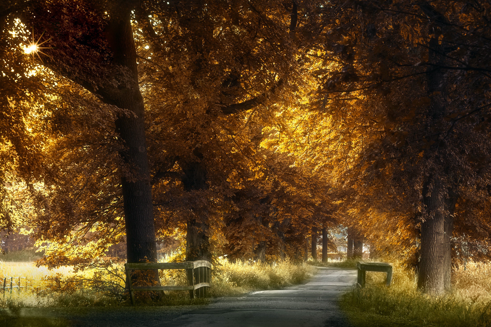 Download Nature Fall Photography Park HD Wallpaper