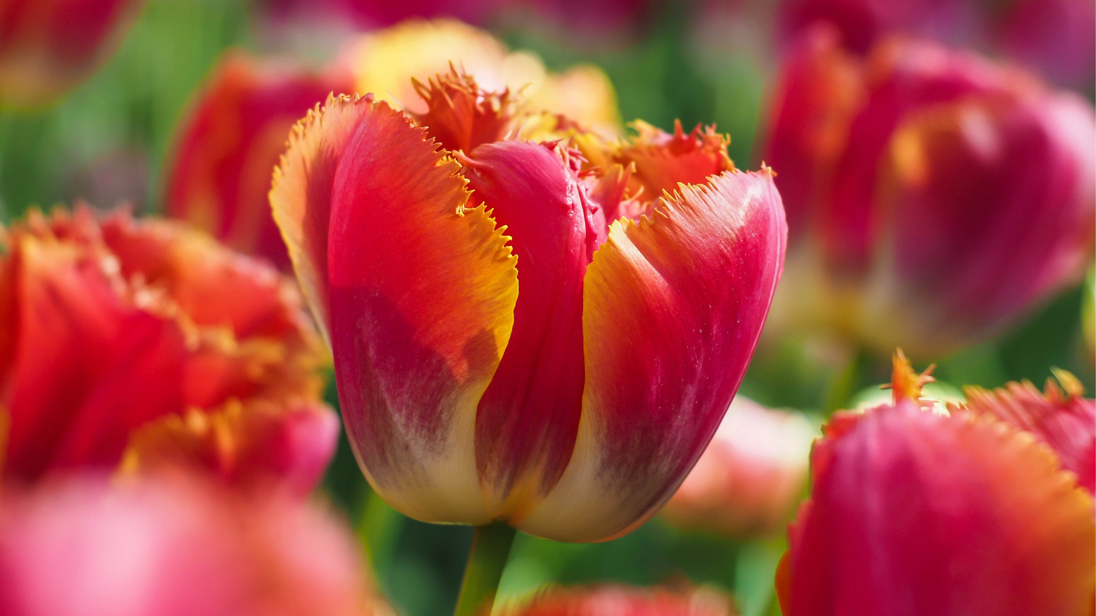 Nature Tulip 4k Ultra HD Wallpaper