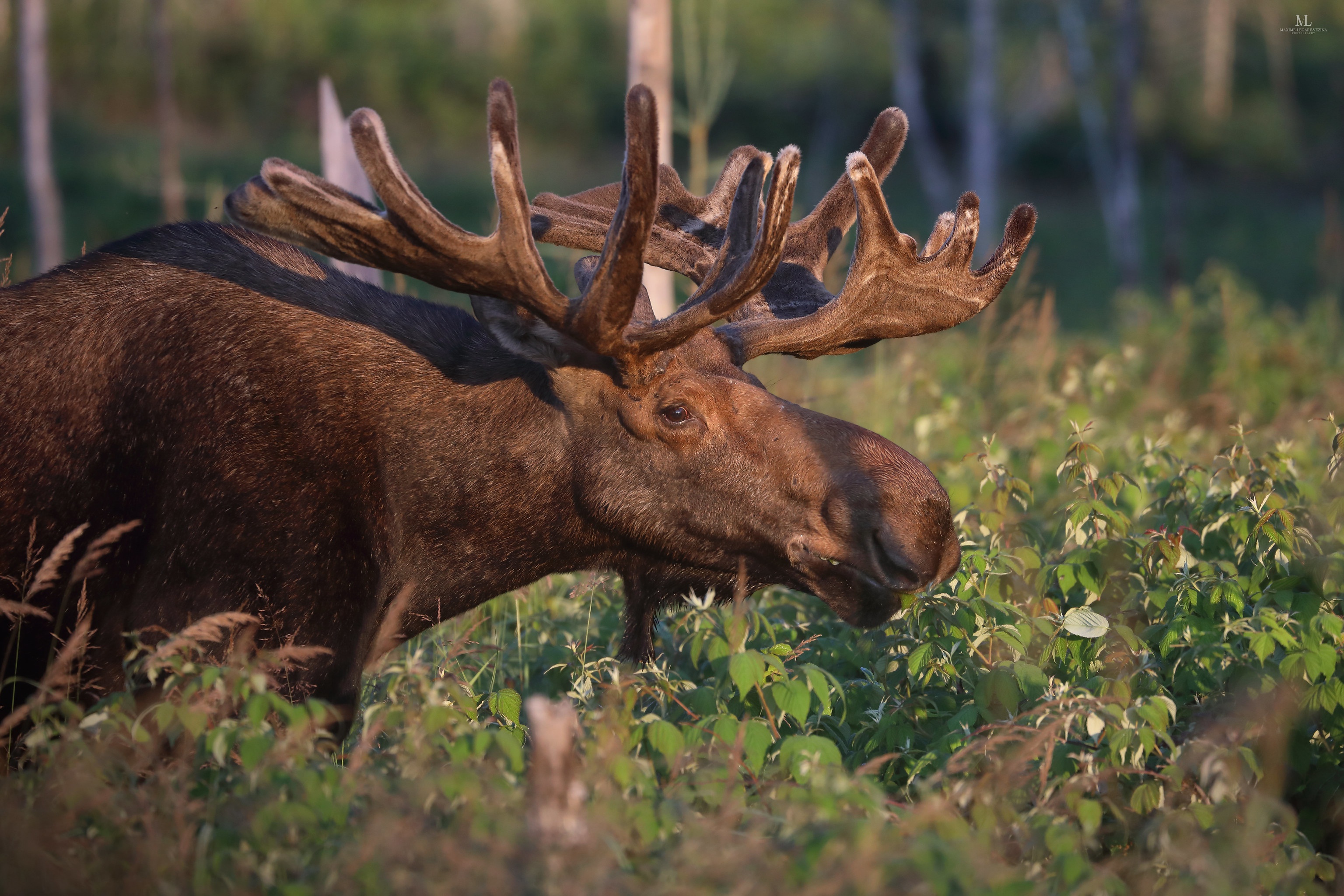 Download Animal Moose HD Wallpaper