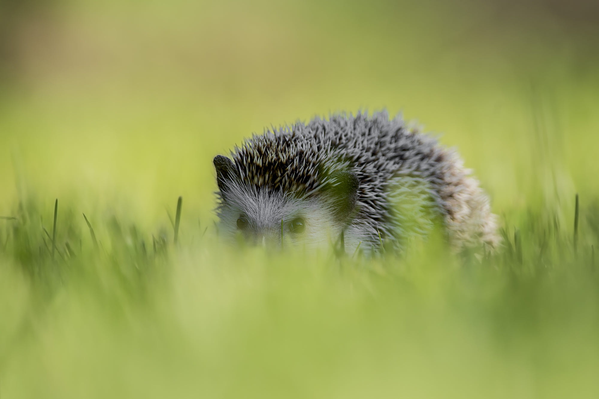Animal Hedgehog HD Wallpaper