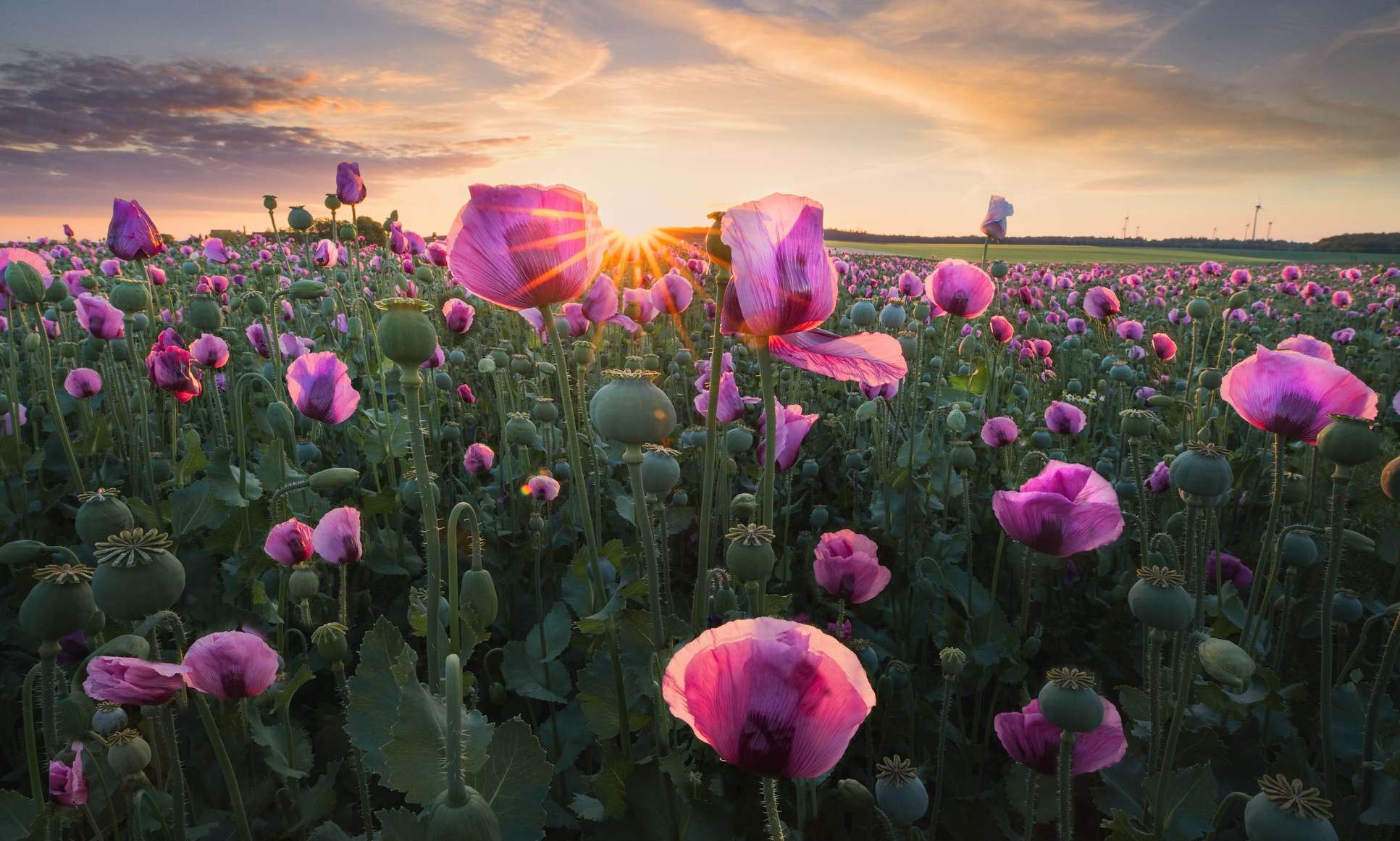 Download Pink Flower Sunrise Sunset Field Nature Poppy HD Wallpaper