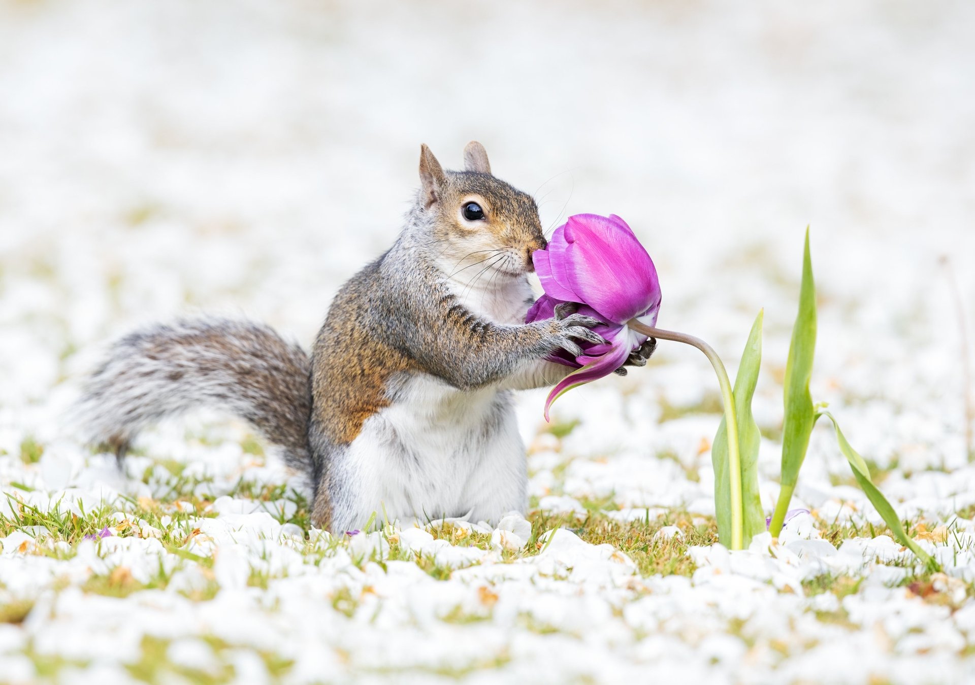 Download Tulip Flower Animal Squirrel HD Wallpaper