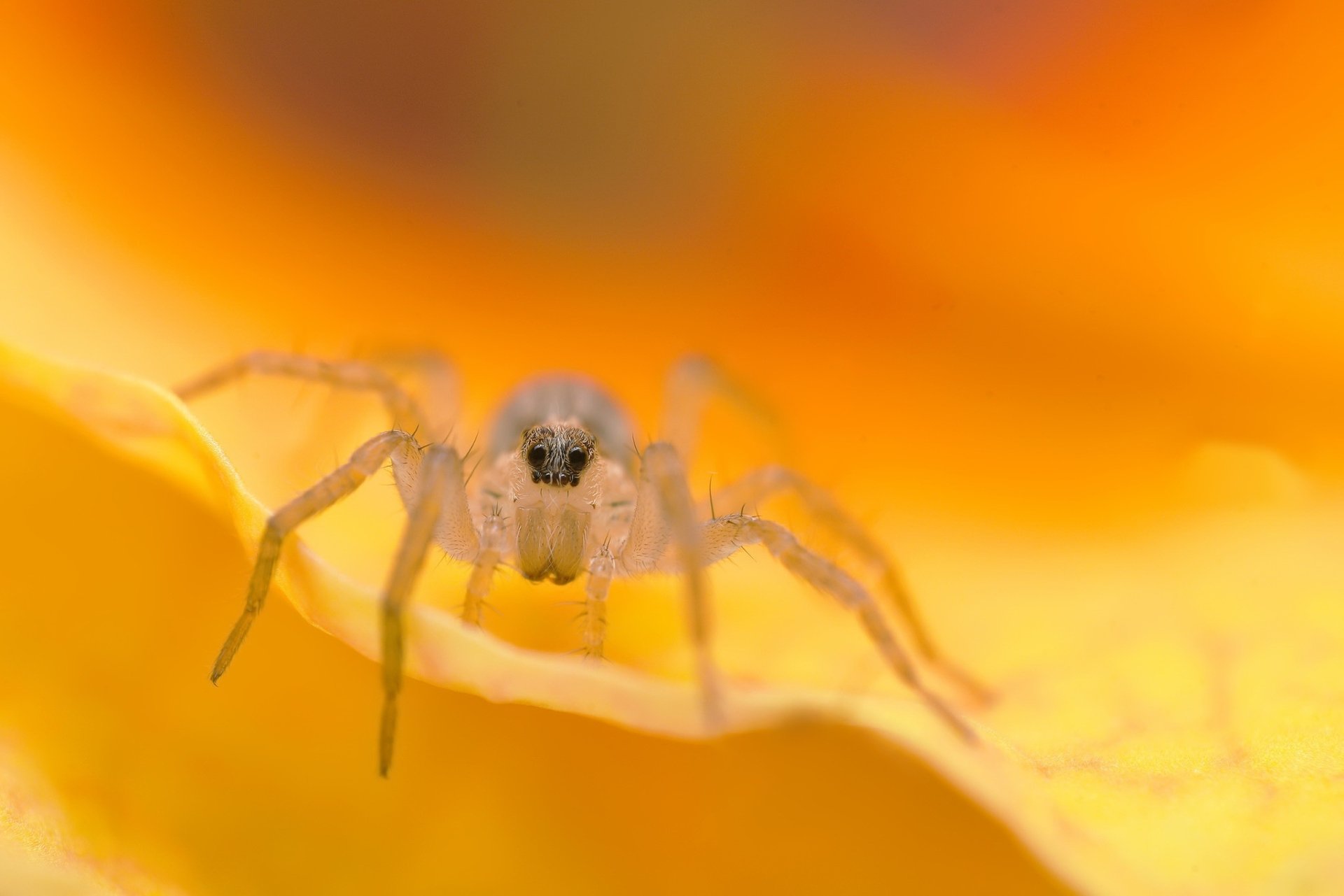 Download Macro Insect Animal Spider HD Wallpaper