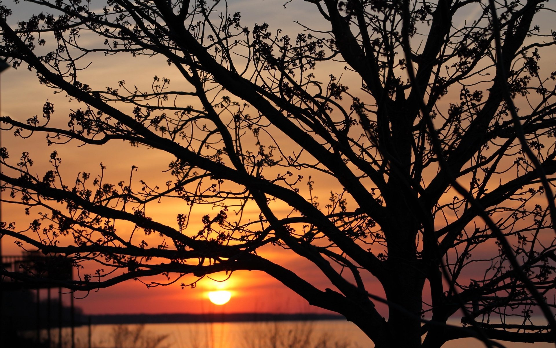 Download Branch Sun Sunset Nature Tree 4k Ultra HD Wallpaper