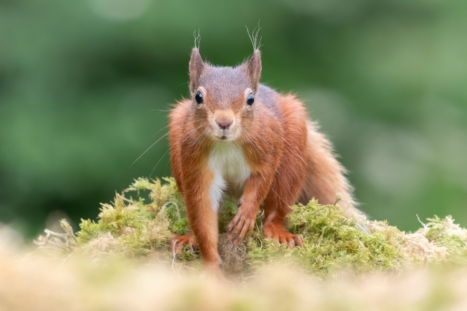 Download Rodent Animal Squirrel HD Wallpaper