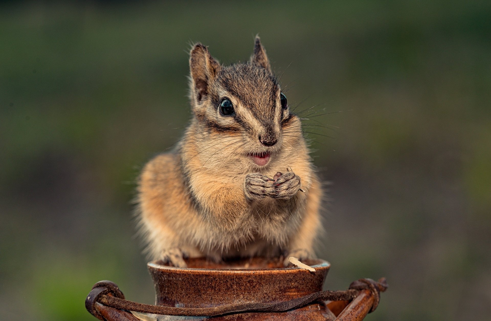 Download Animal Chipmunk HD Wallpaper