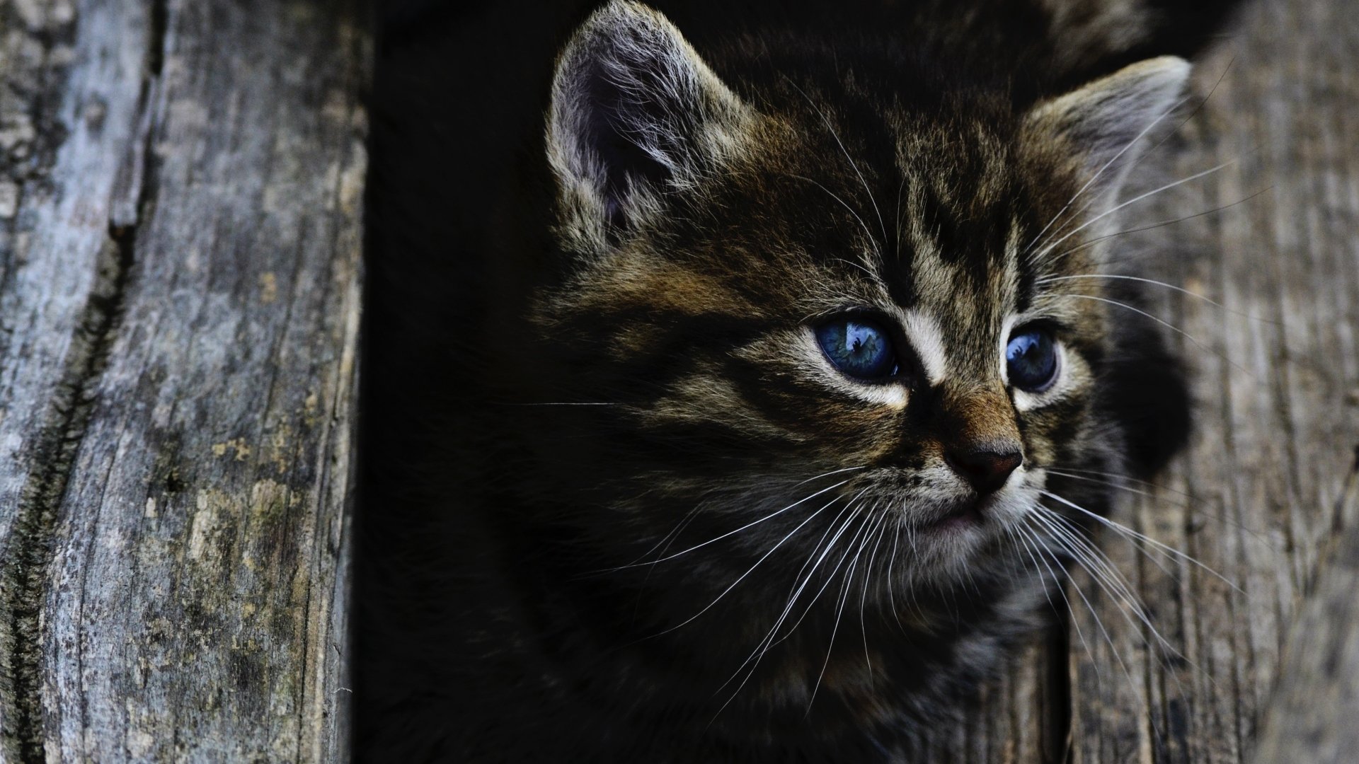 4K Ultra HD Blue-Eyed Kitten: Adorable Baby Cat in Stunning Detail ...