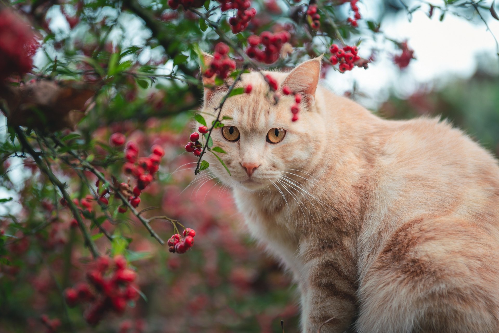 Download Stare Rowan Animal Cat HD Wallpaper