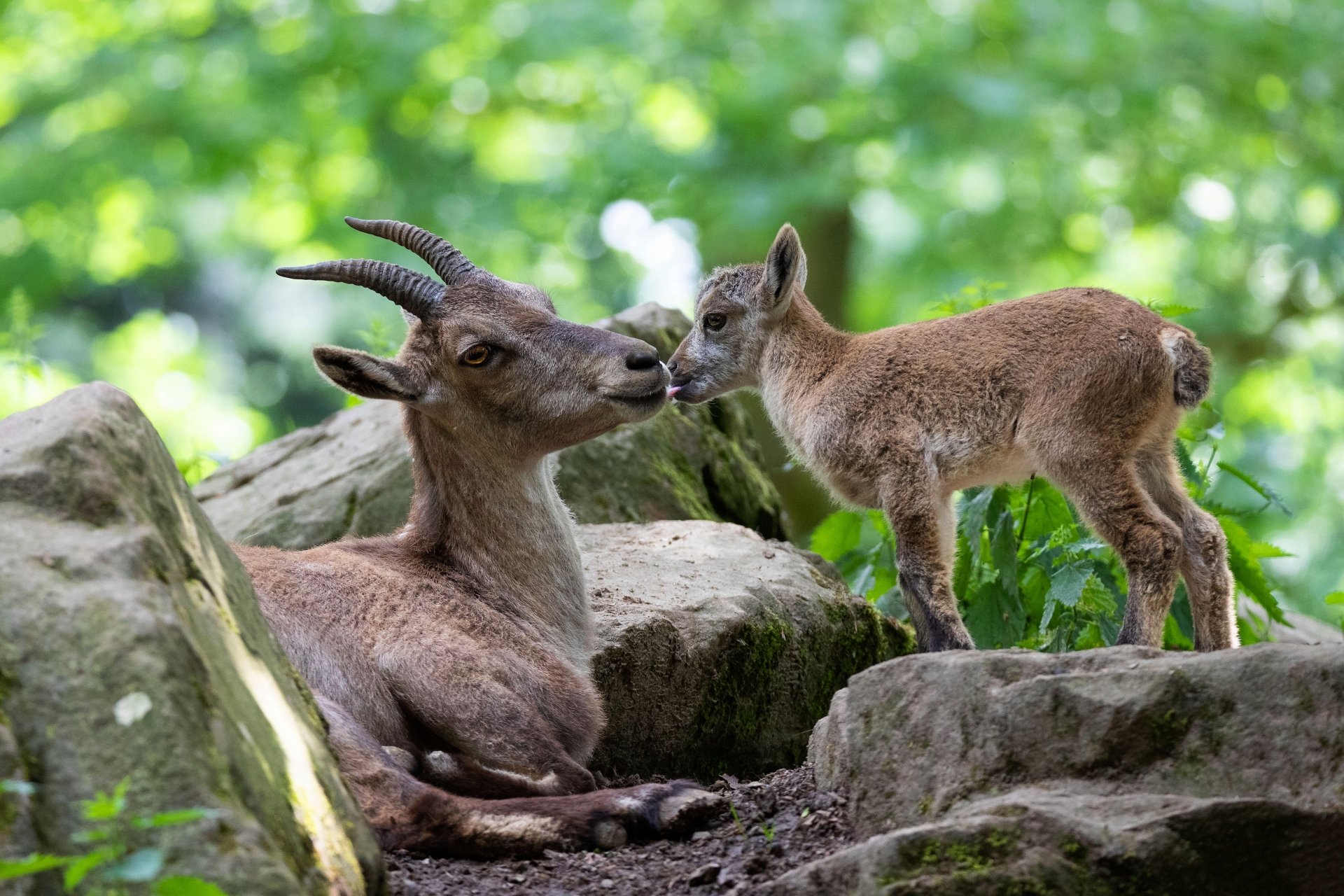Majestic Goat Family in 4K Ultra HD Nature Wallpaper