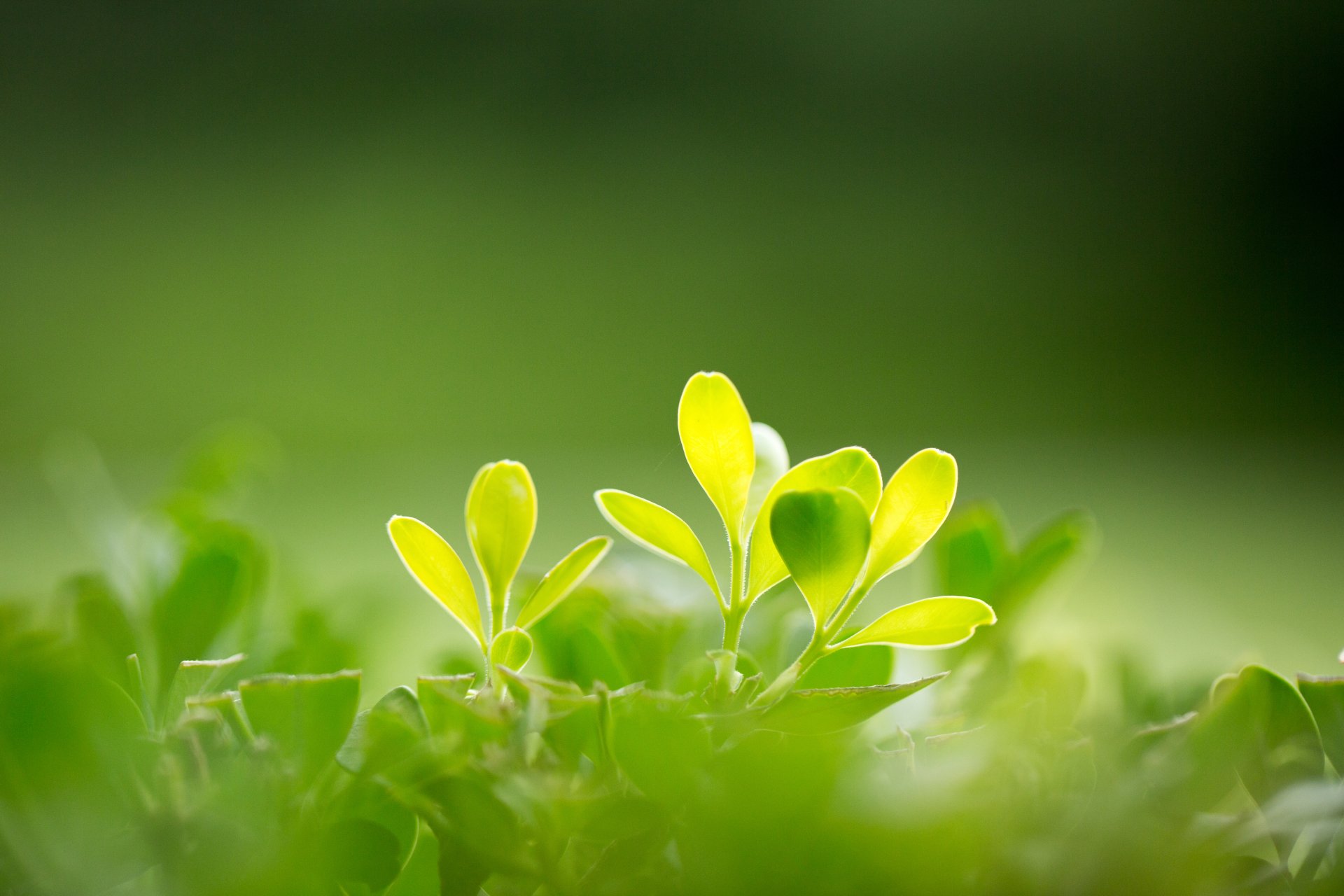 4K Ultra HD Close-Up of Fresh Green Sprouts Embraced by Nature