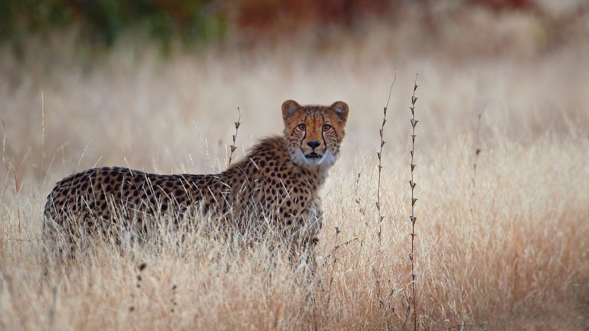 Download Animal Cheetah HD Wallpaper | 2500x1406 | Wallpaper Abyss