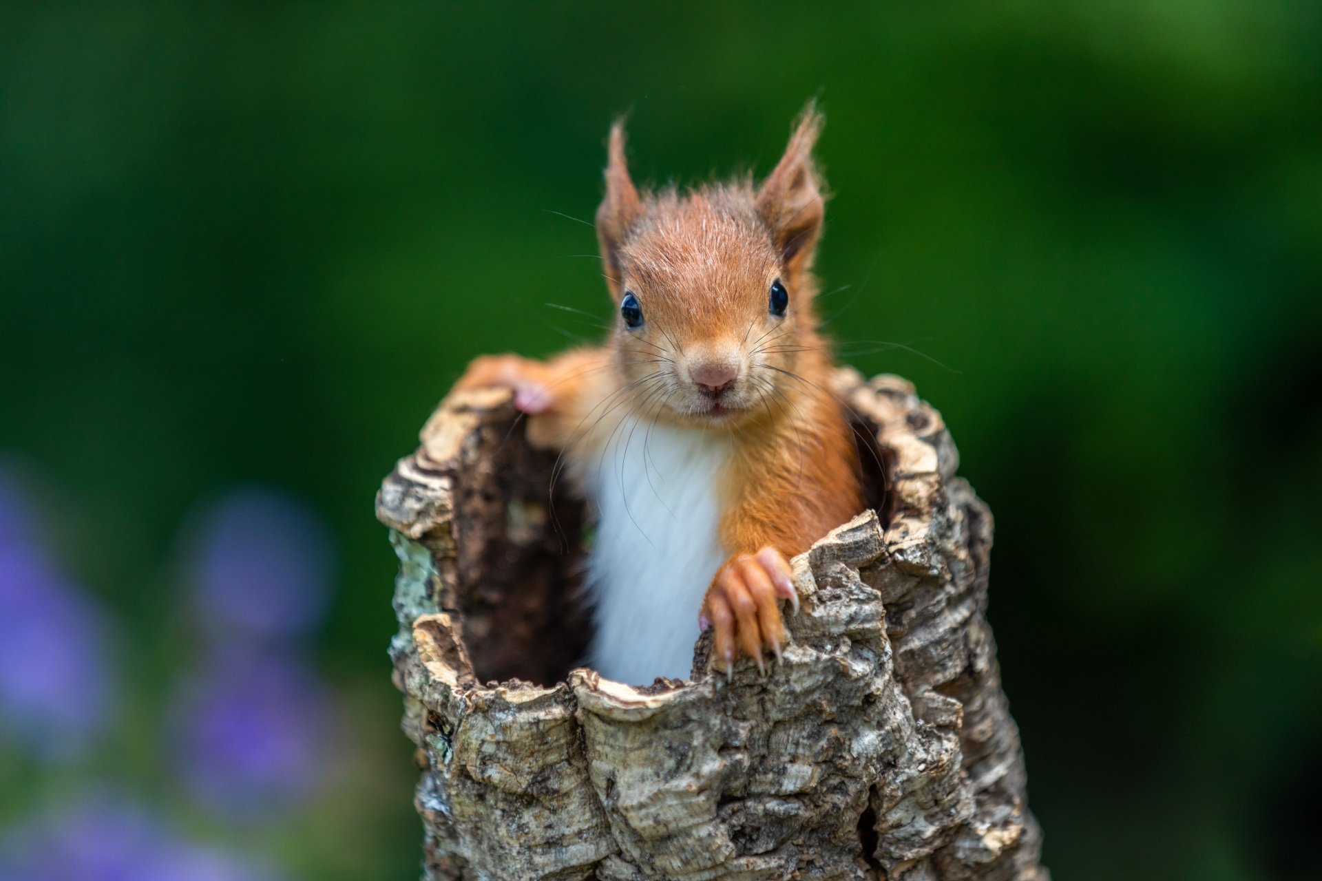 Download Rodent Animal Squirrel 4k Ultra HD Wallpaper