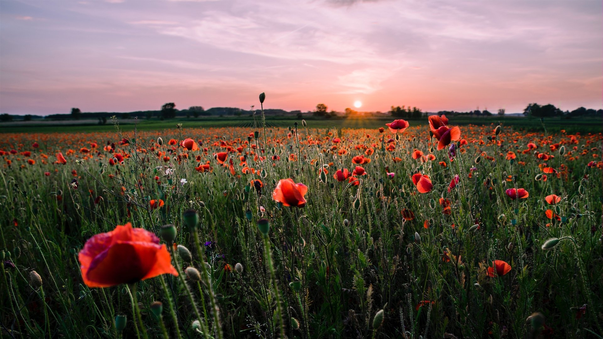 Download Red Flower Meadow Flower Sunset Summer Field Nature Poppy 4k ...
