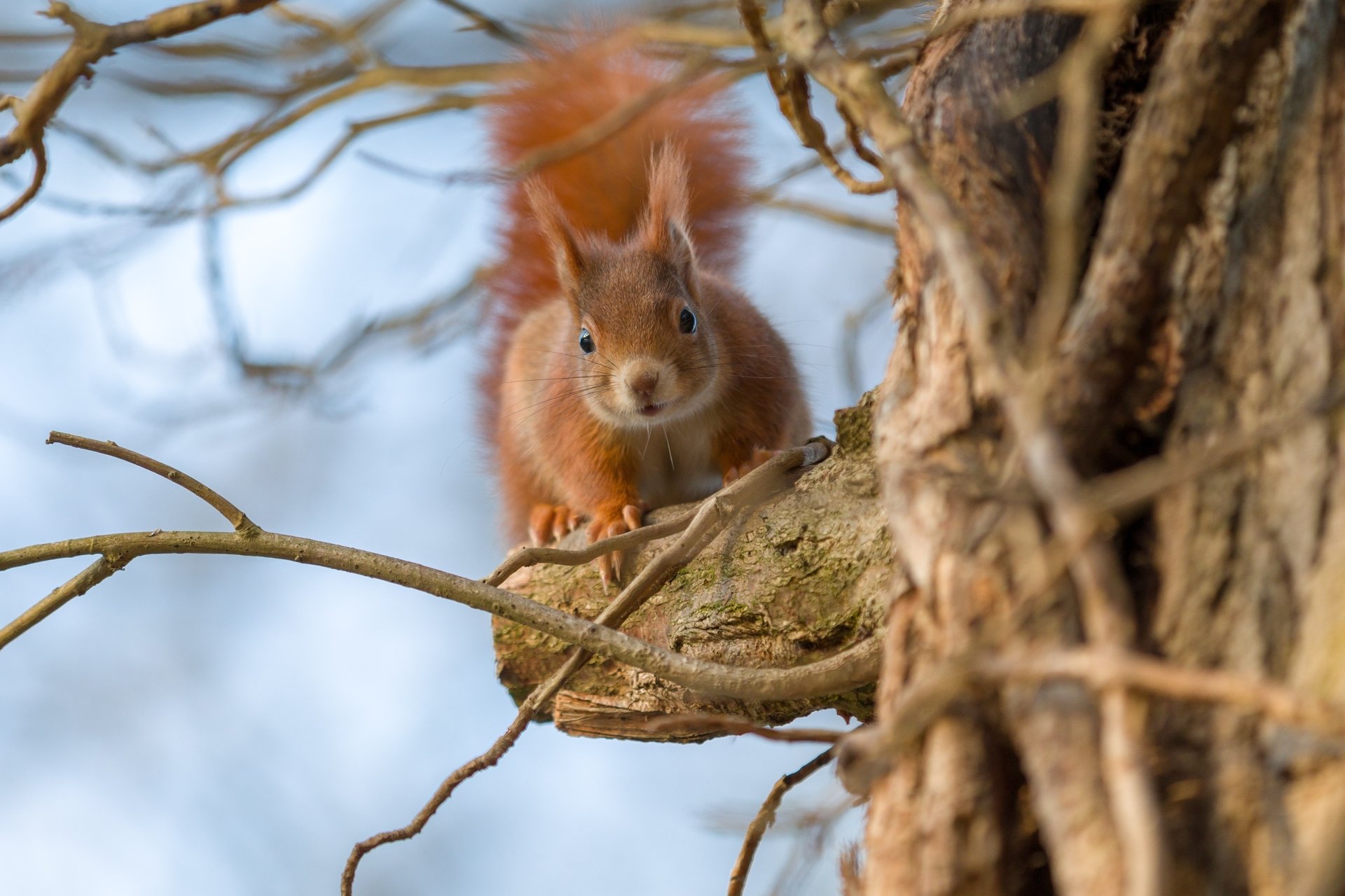 Download Rodent Animal Squirrel 4k Ultra HD Wallpaper