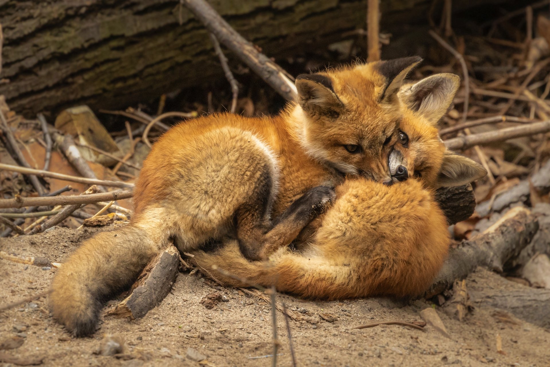 4K Ultra HD Fox Cubs Embrace – Nature’s Tender Moment | 4291x2861 ...