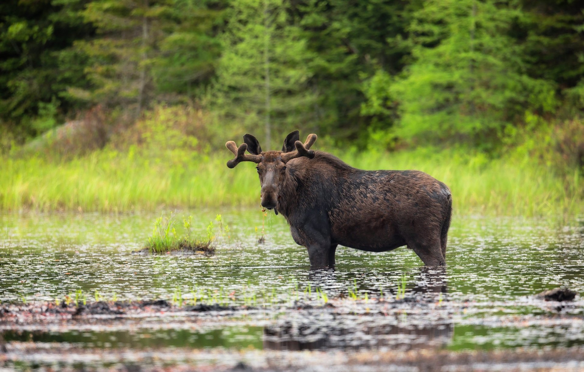Download Animal Moose HD Wallpaper