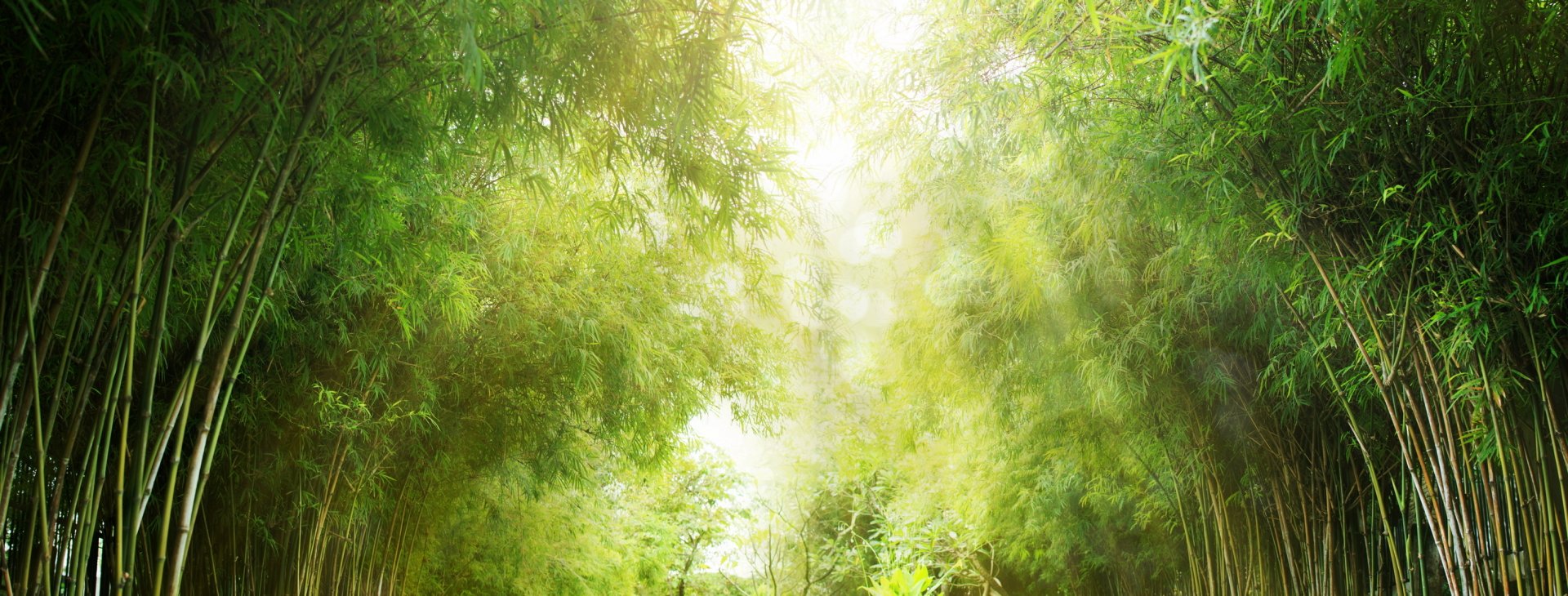Download Forest Nature Bamboo HD Wallpaper | 2841x1080 | Wallpaper Abyss