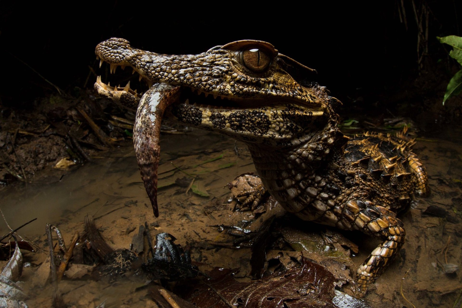 Download Reptile Crocodile Animal Caiman HD Wallpaper
