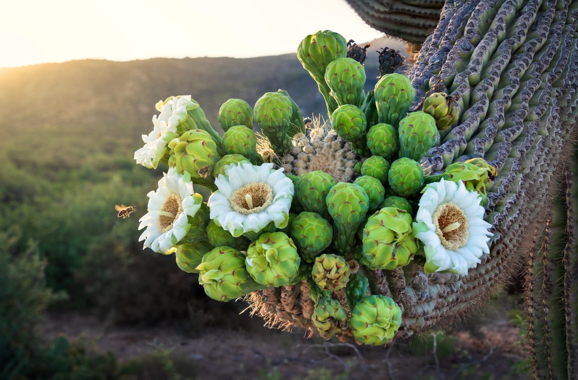 Download Blossom Flower Nature Cactus HD Wallpaper