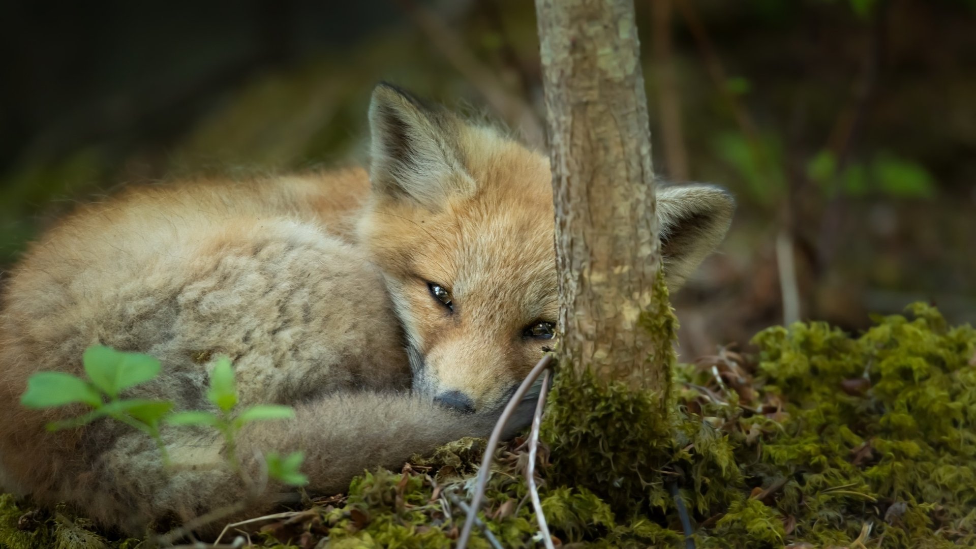 4K Ultra HD Fox Serenity: Nature’s Gentle Gaze | 3840x2160 | Wallpaper ...