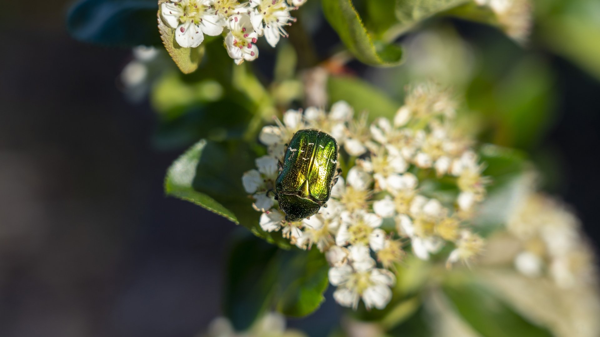 Download Flower Animal Beetle 4k Ultra HD Wallpaper