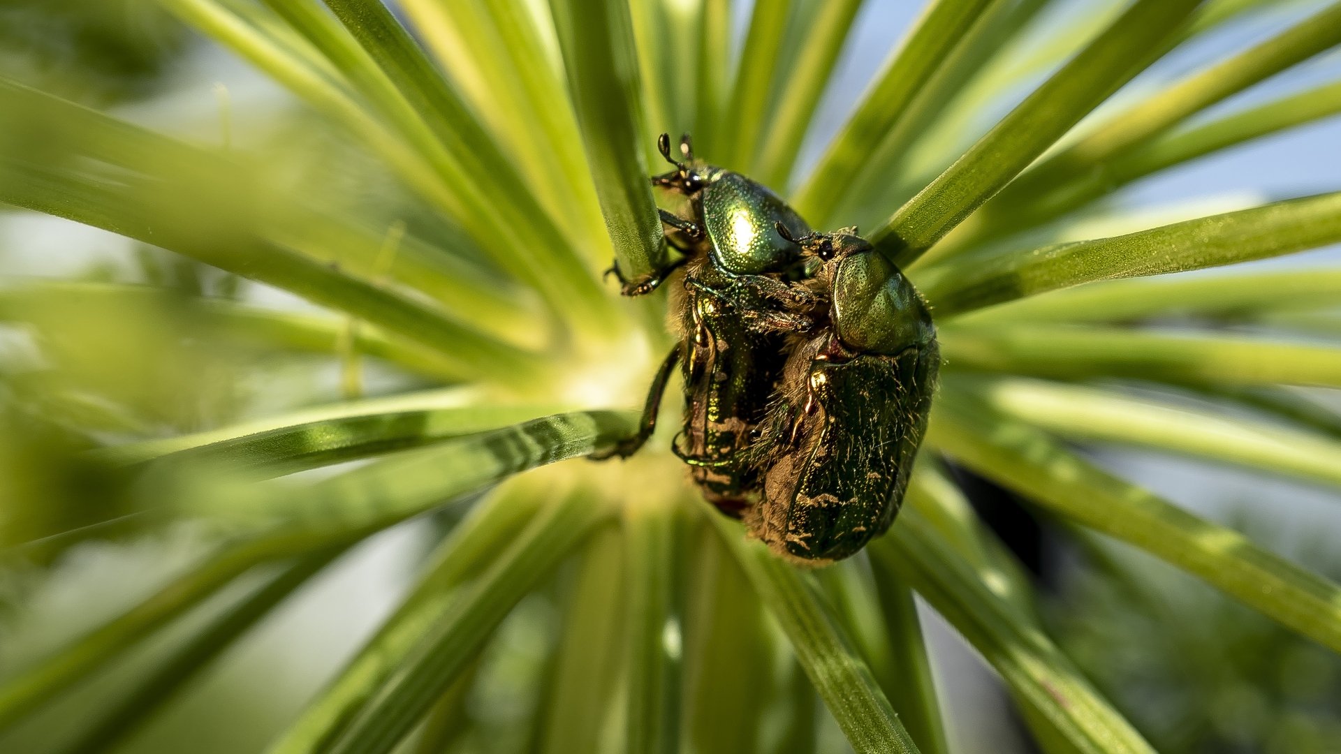 Download Plant Macro Animal Beetle 4k Ultra HD Wallpaper | 3840x2160 ...