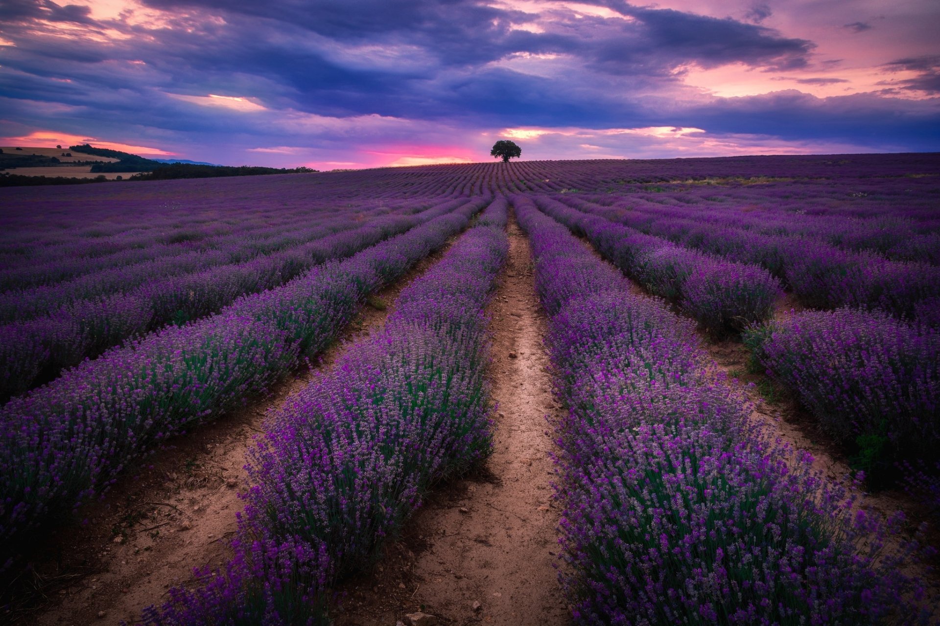 Download Evening Tree Field Nature Lavender HD Wallpaper | 2048x1365 ...