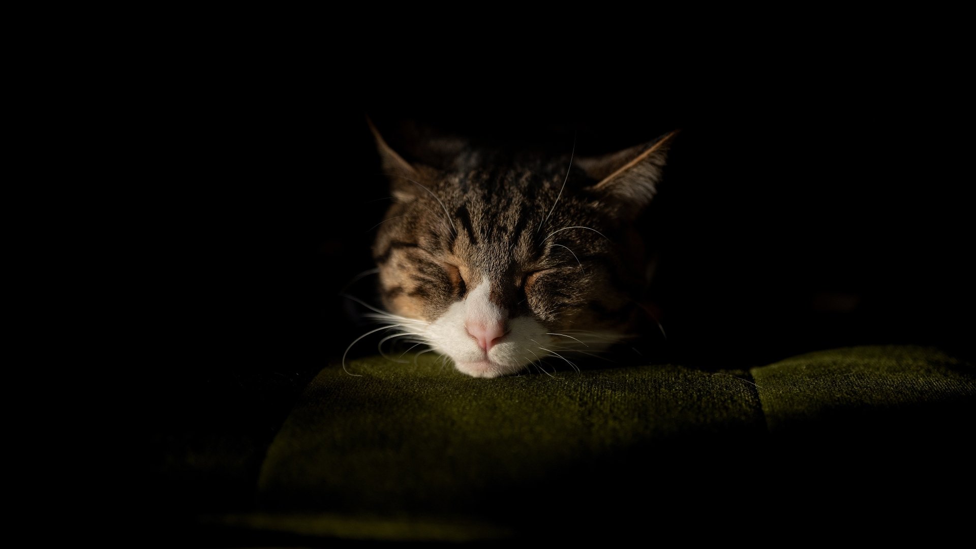 Download Animal Cat 4k Ultra HD Wallpaper | 3840x2160 | Wallpaper Abyss