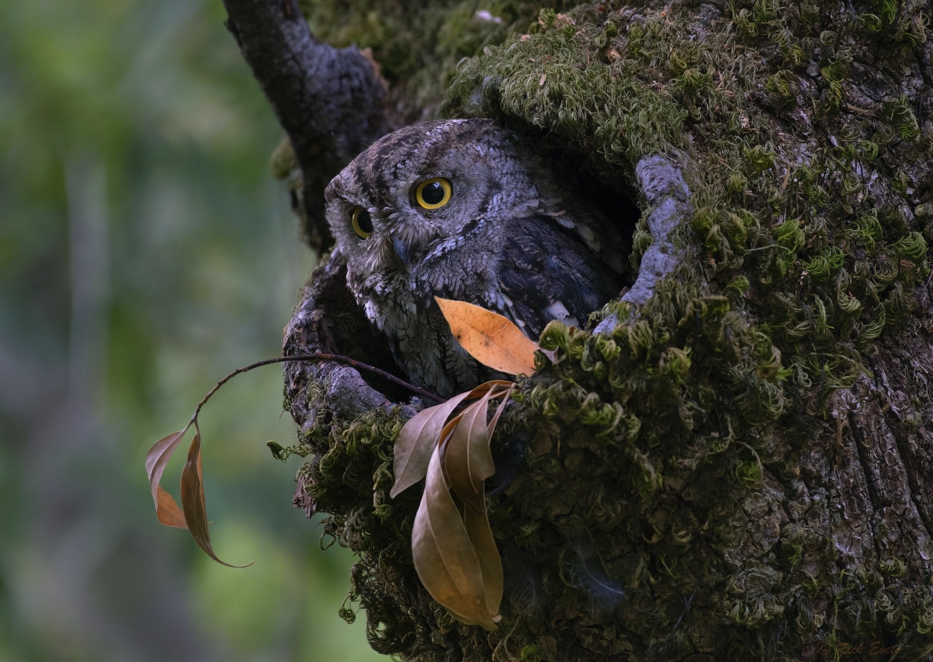 Majestic Owl in 4K Ultra HD – Nature's Silent Guardian | 5120x3635 ...