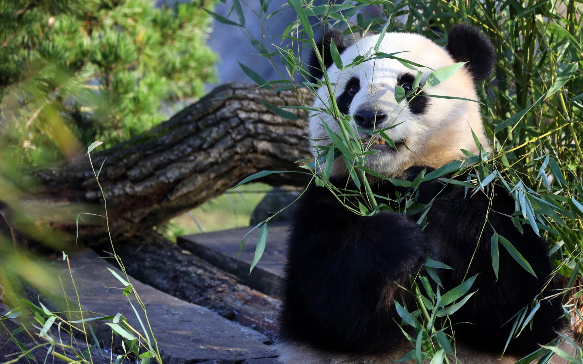 Download Animal Panda HD Wallpaper | 3000x1874 | Wallpaper Abyss