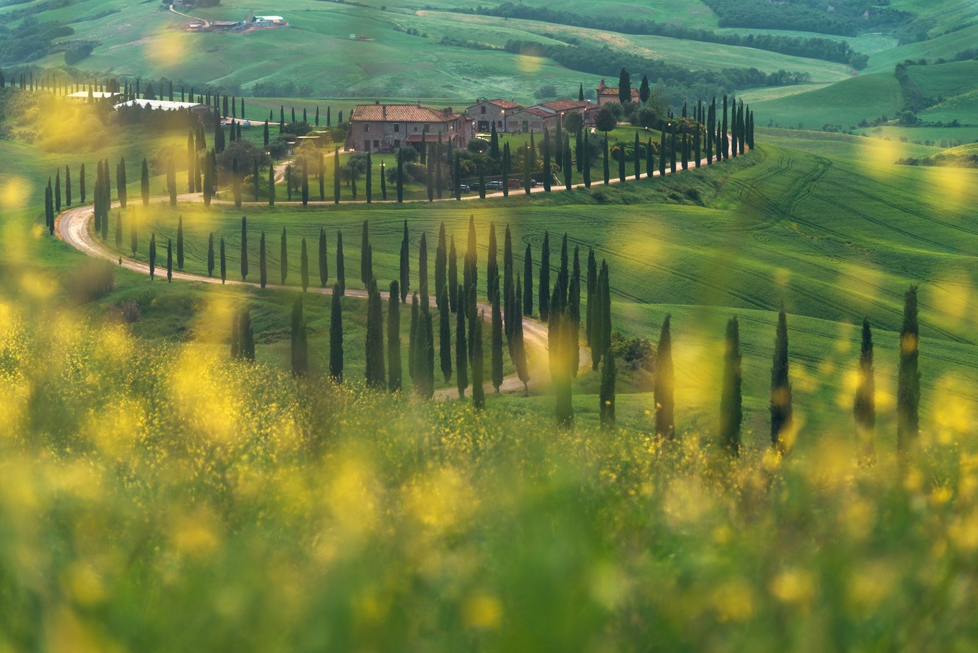 Download Cypress Italy Meadow Road Photography Tuscany HD Wallpaper