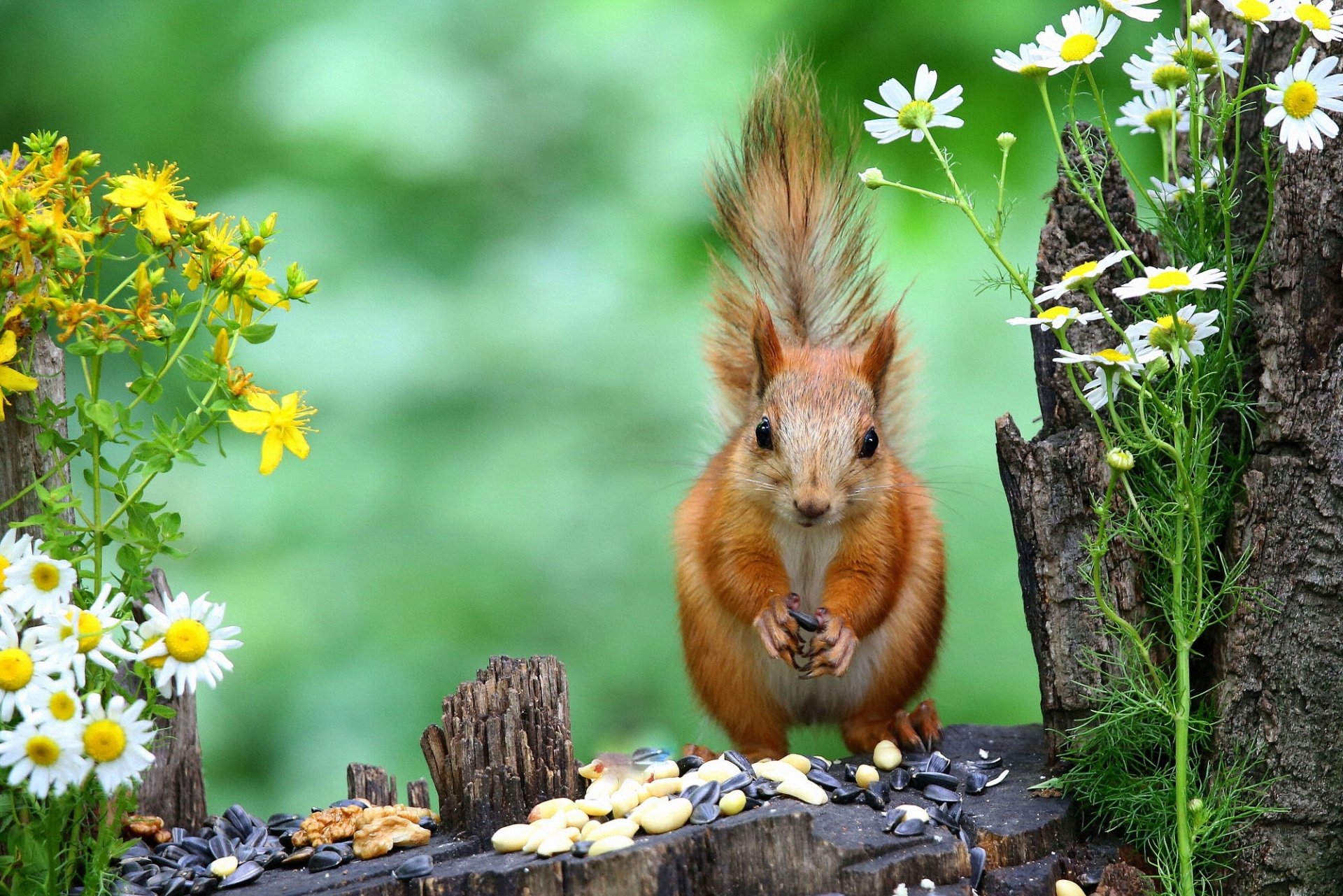 Download Rodent Animal Squirrel HD Wallpaper