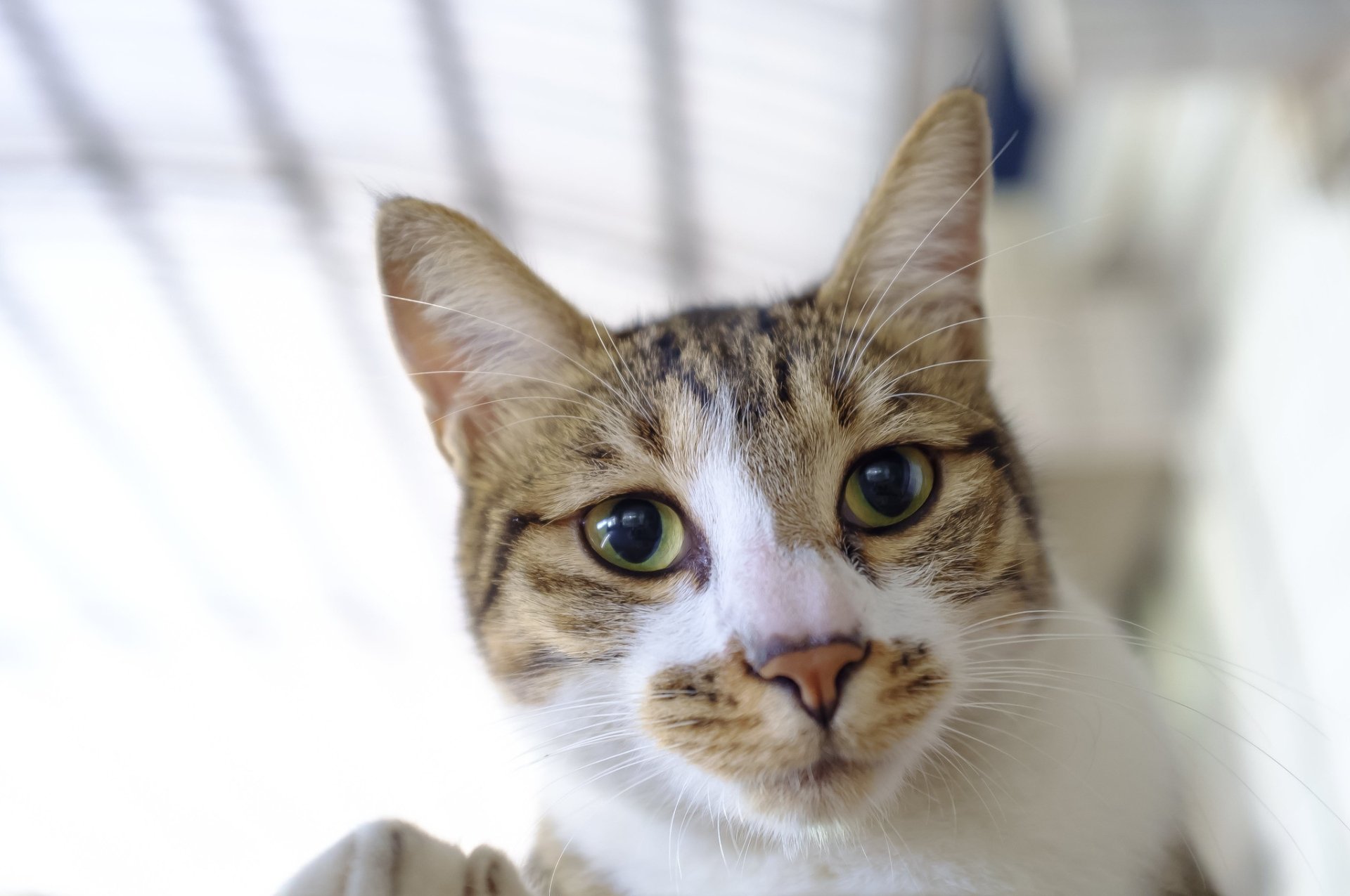Download Stare Animal Cat HD Wallpaper | 2048x1360 | Wallpaper Abyss