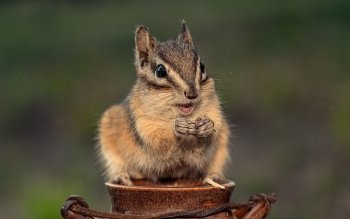 Download Animal Chipmunk PFP