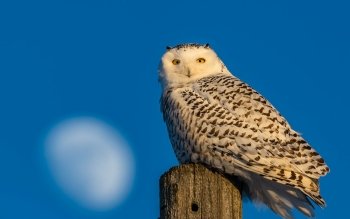 Snowy Owl Pfp