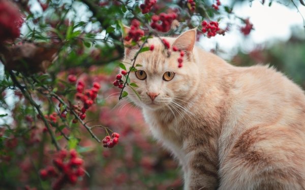 [20+] Rowan Wallpapers