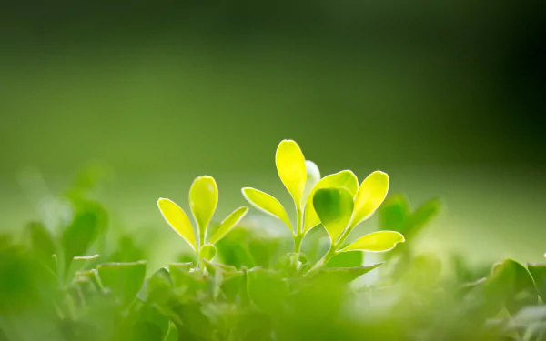 Fresh Sprout Growth HD Wallpaper - Nature's Awakening by robokoboto