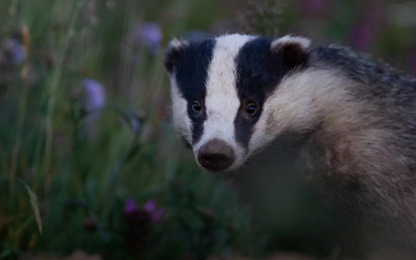 [30+] Badger Wallpapers