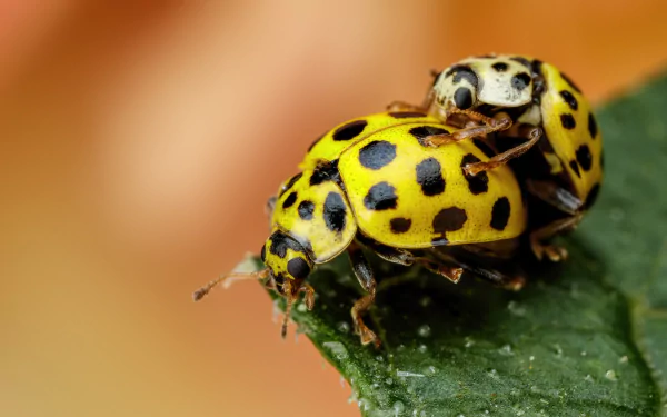 [70+] Ladybug 4k Wallpapers