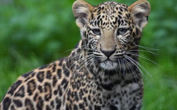 [170+] Cub 4k Wallpapers