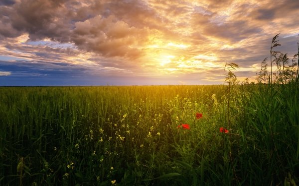 Field HD Wallpaper | Background Image | 1920x1080