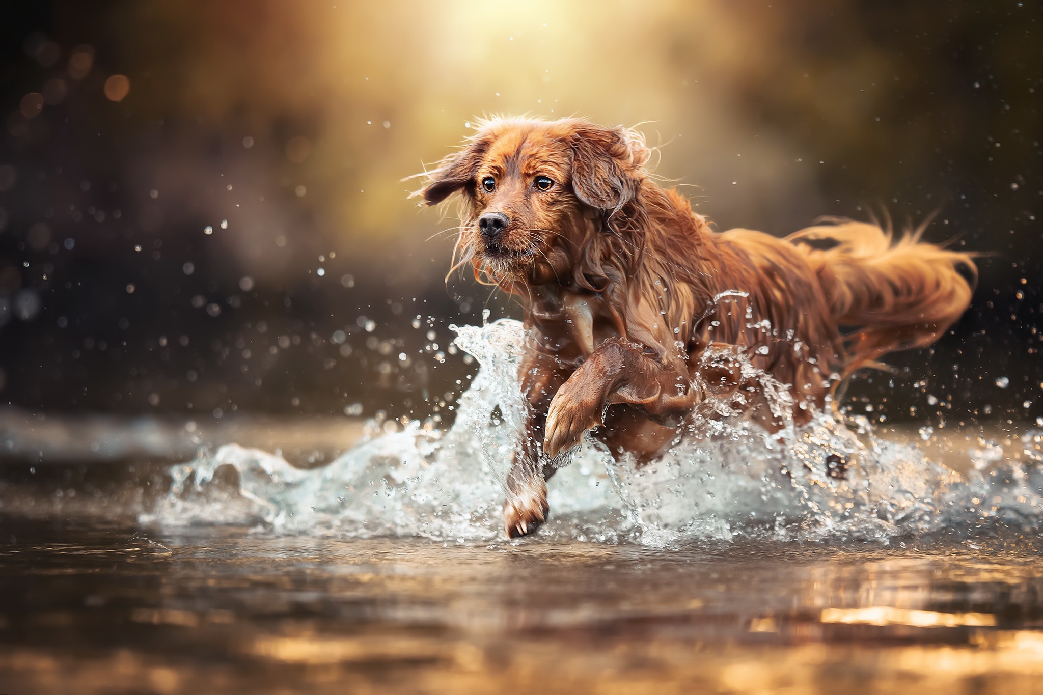 Download Splash Depth Of Field Animal Dog HD Wallpaper