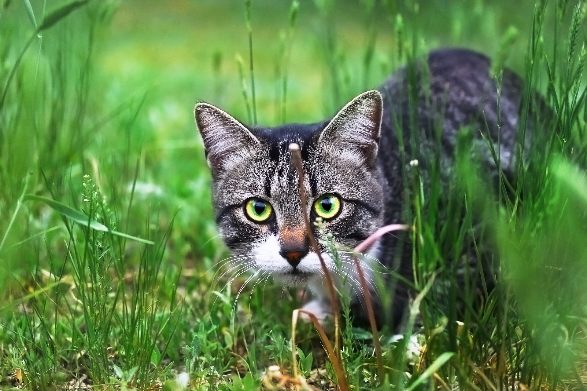 Download Stare Animal Cat HD Wallpaper