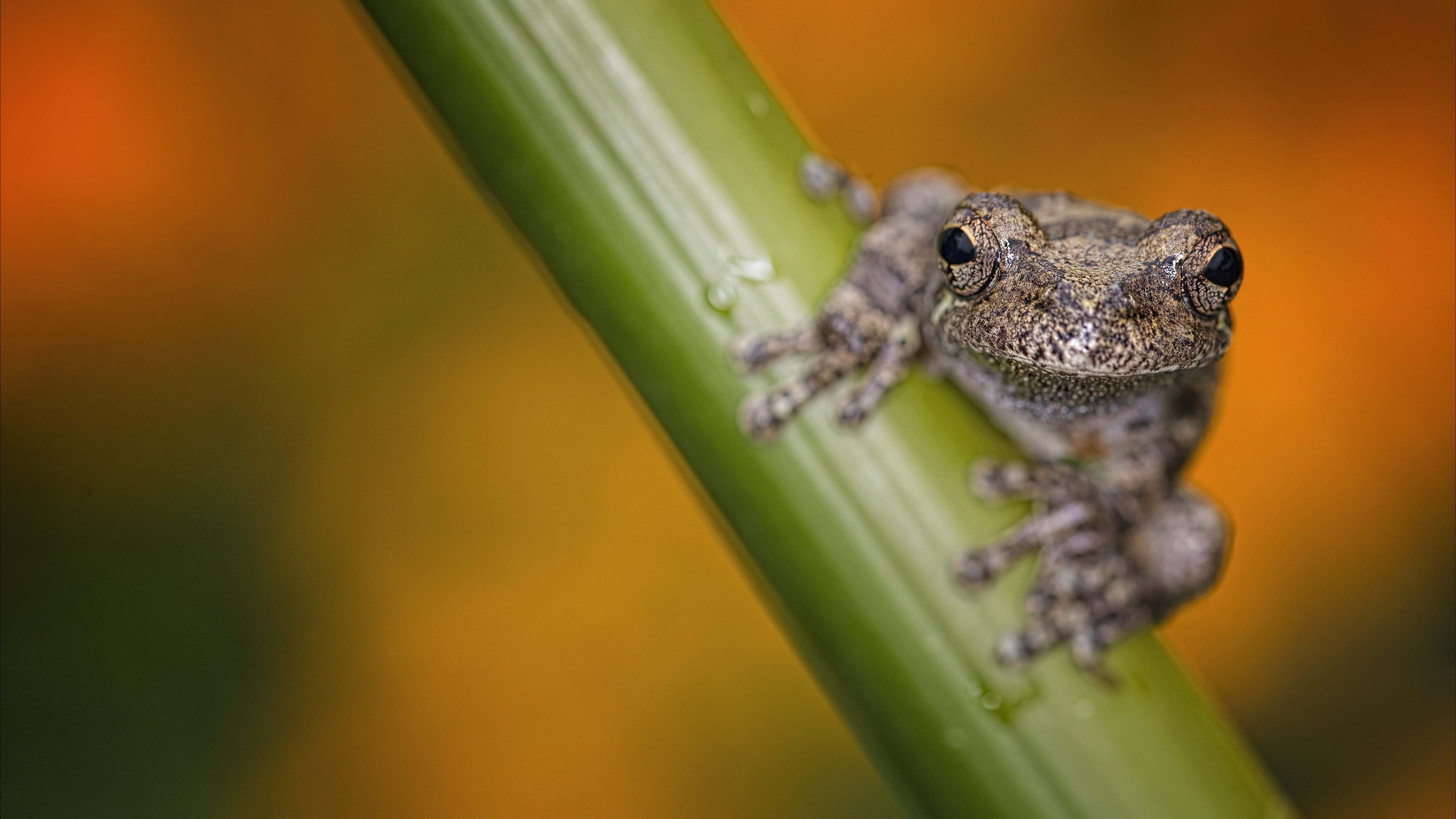 Download Amphibian Animal Frog 4k Ultra HD Wallpaper