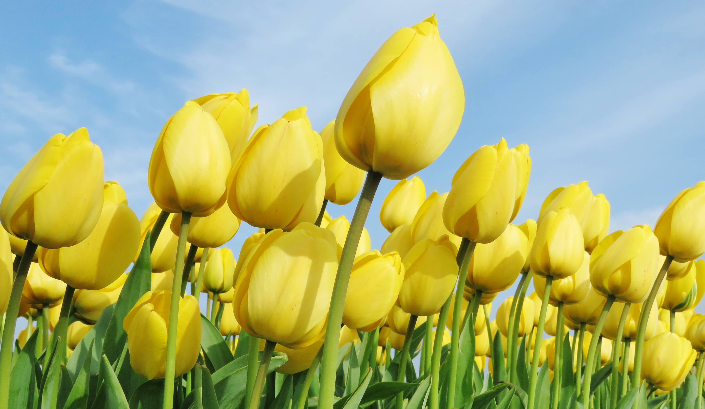 Tulip HD Wallpaper